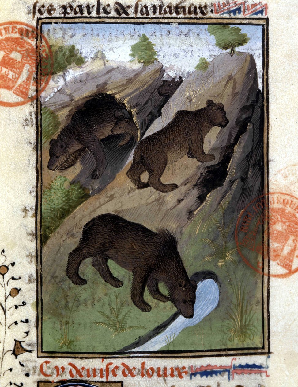 Der Bär - aus „The Hunting Book of Gaston Phoebus, Count of Foix, Lord ...