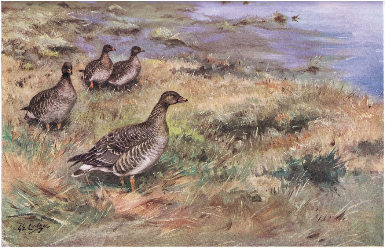 Waldsaatgans von George Edward Lodge: Kunstdruck kaufen