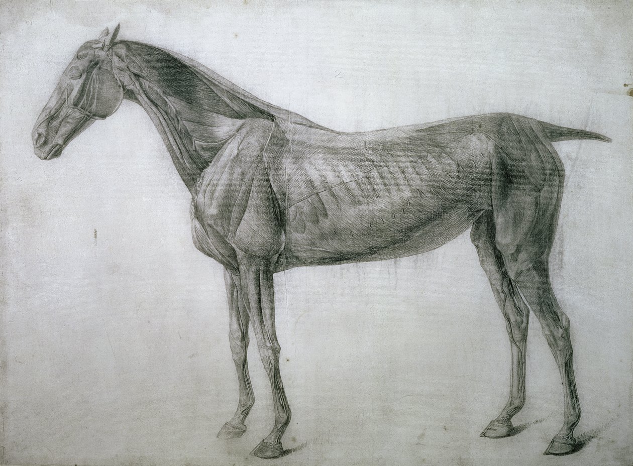 Anatomie Des Pferdes, Vorderansicht