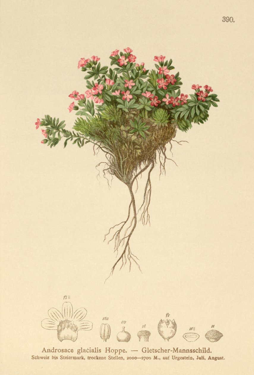 Alpen-Mannsschild (Androsace glacialis, Androsace alpina)