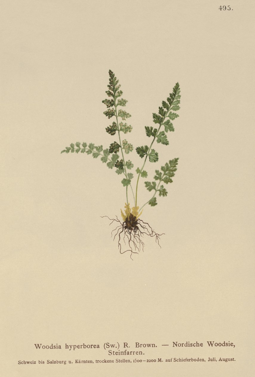 Alpen-Wimperfarn (Woodsia alpina, Woodsia hyperborea, Woodsia ...