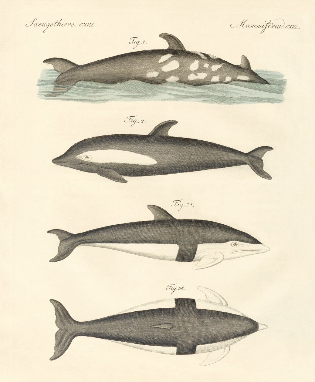 Delfine Zeichnungen Delfin Imprimabil De Colorat
