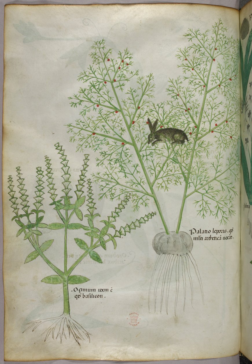 Botanische Illustration von einem Basilikum [Ocimum] und einem Hasen ...