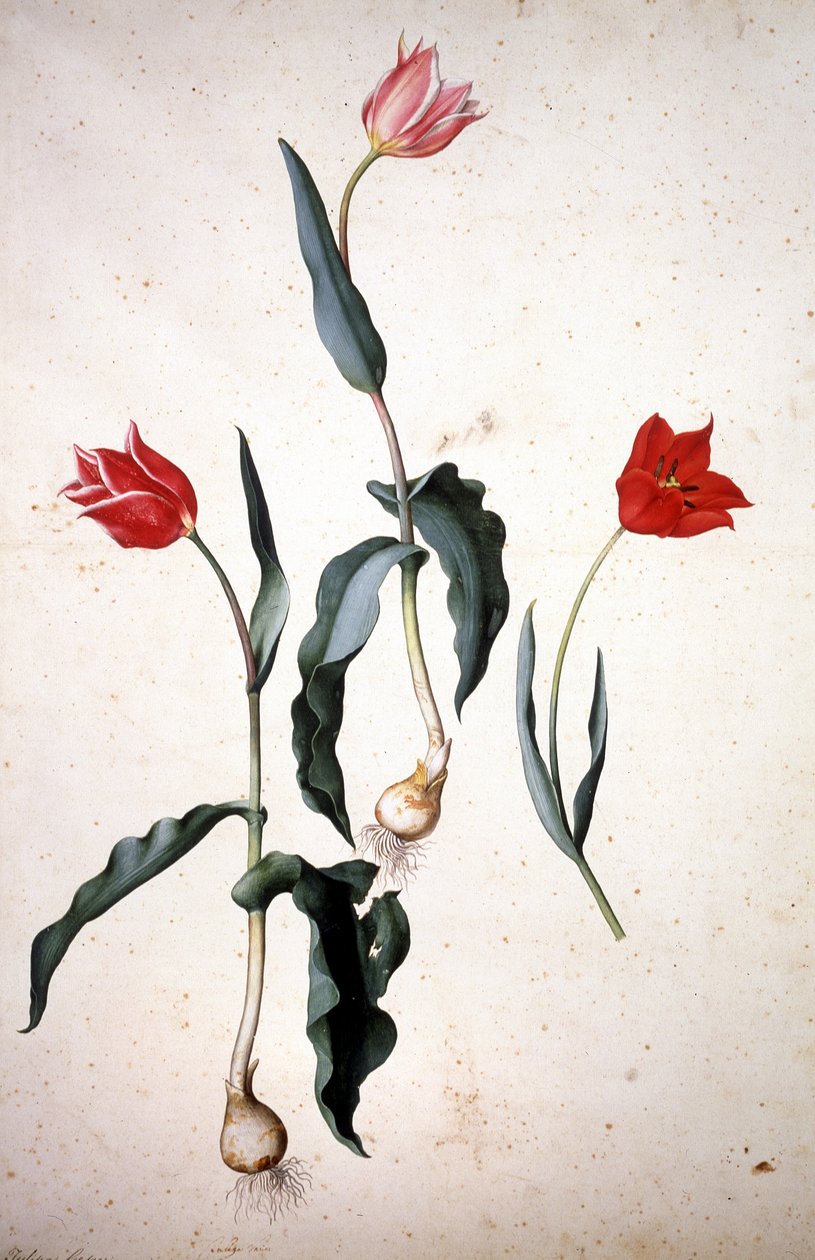 Herbarium: Tulipa Gesaeriana von Jacopo Ligozzi: Kunstdruck