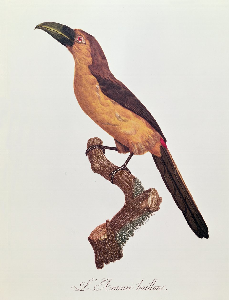 Baillon's Aracari, graviert von Jacques Louis Peree (geb. 1769)