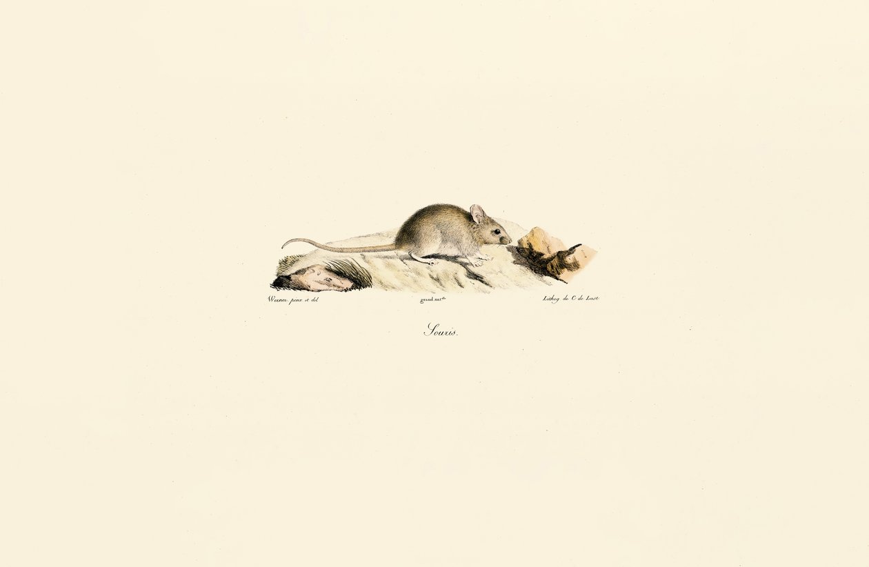 Hausmaus von Jacques Christophe Werner: Kunstdruck kaufen