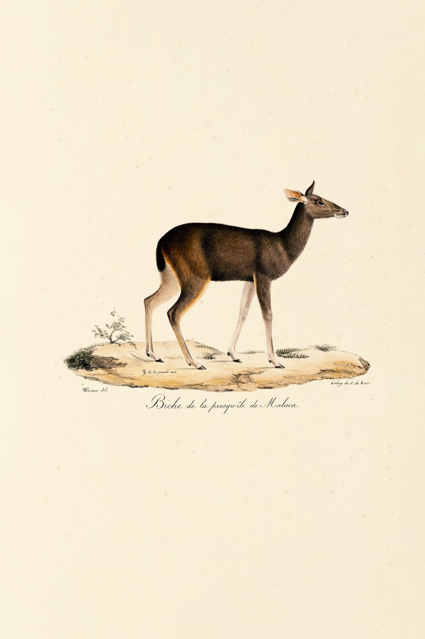 Malaiisches Reh Weibchen von Jacques Christophe Werner