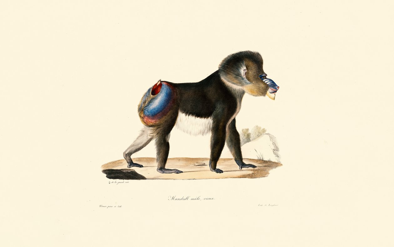 Mandrill von Jacques Christophe Werner: Kunstdruck kaufen