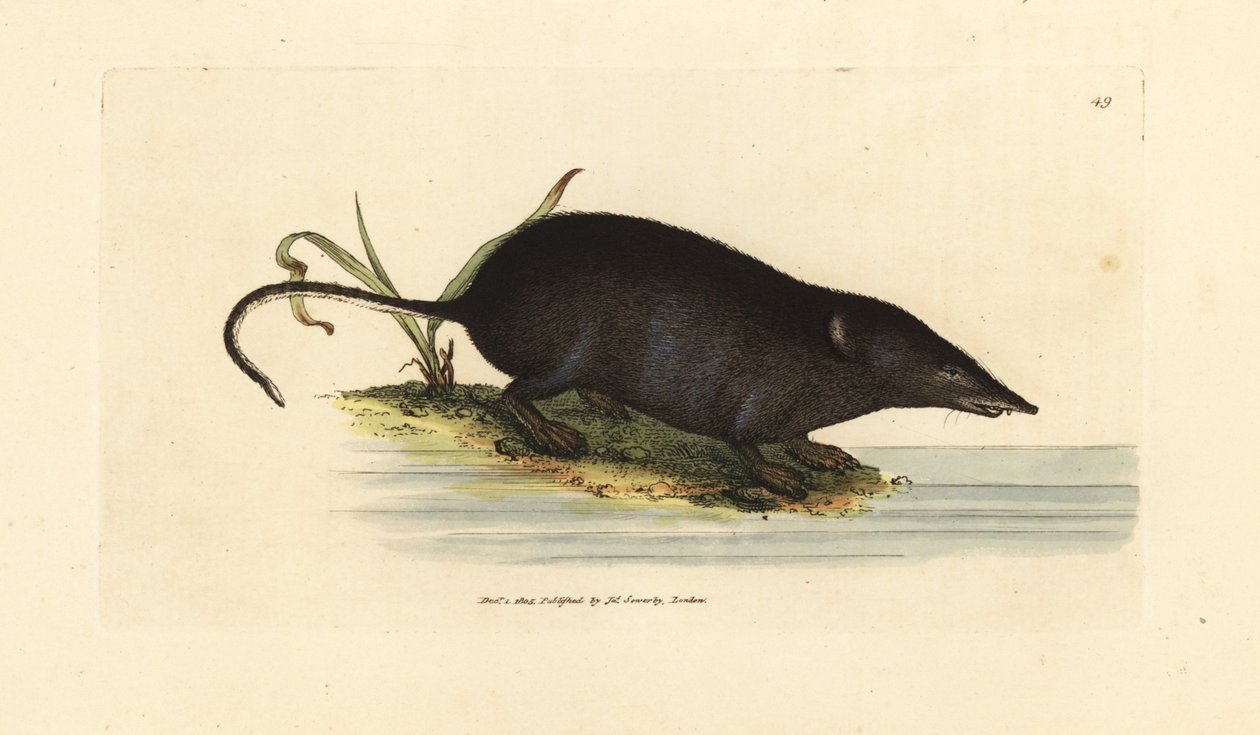Seltene Farbige Tiere Eurasische Wasserspitzmaus, Neomys Fodiens