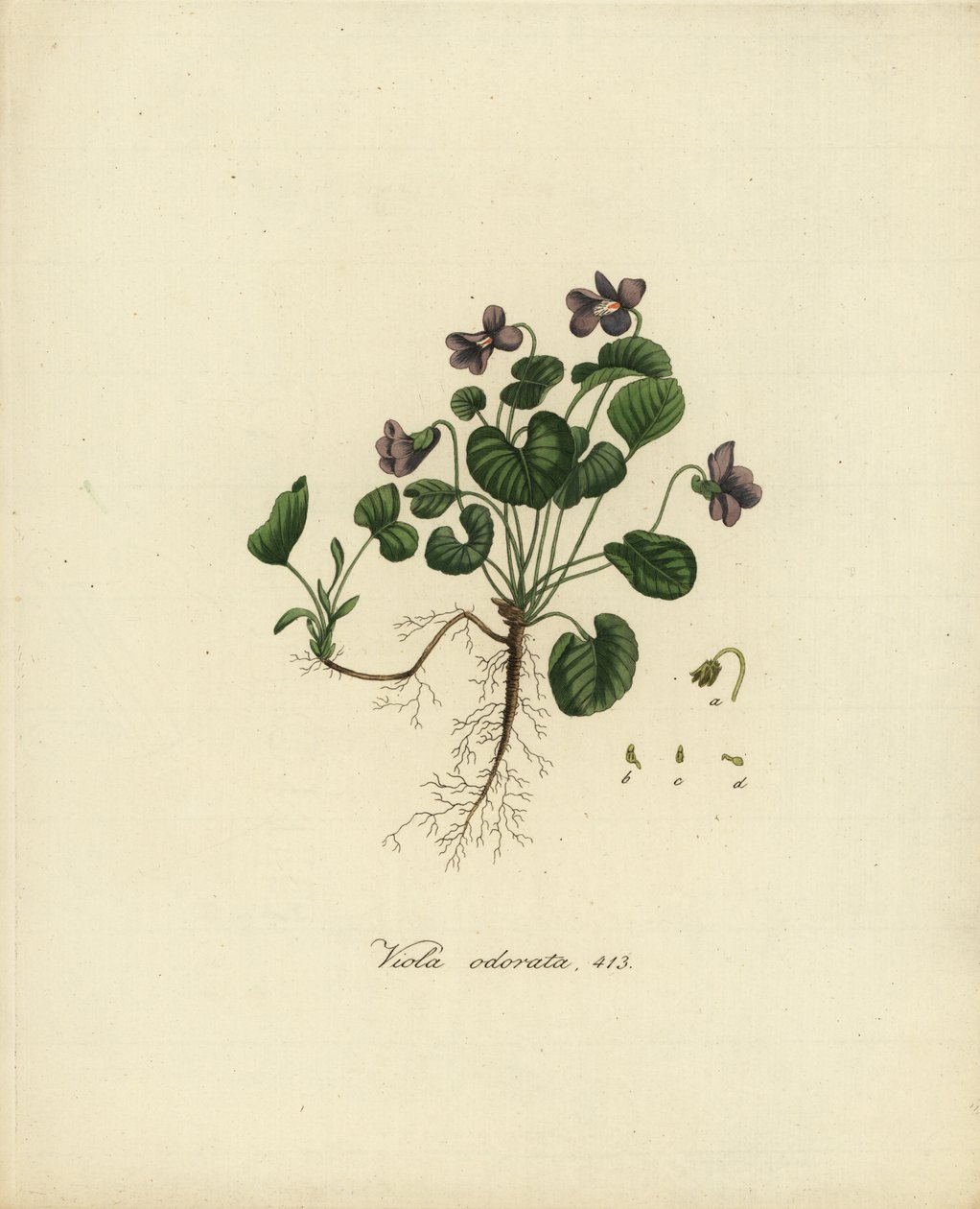 Duftveilchen oder Englisches Veilchen, Viola odorata