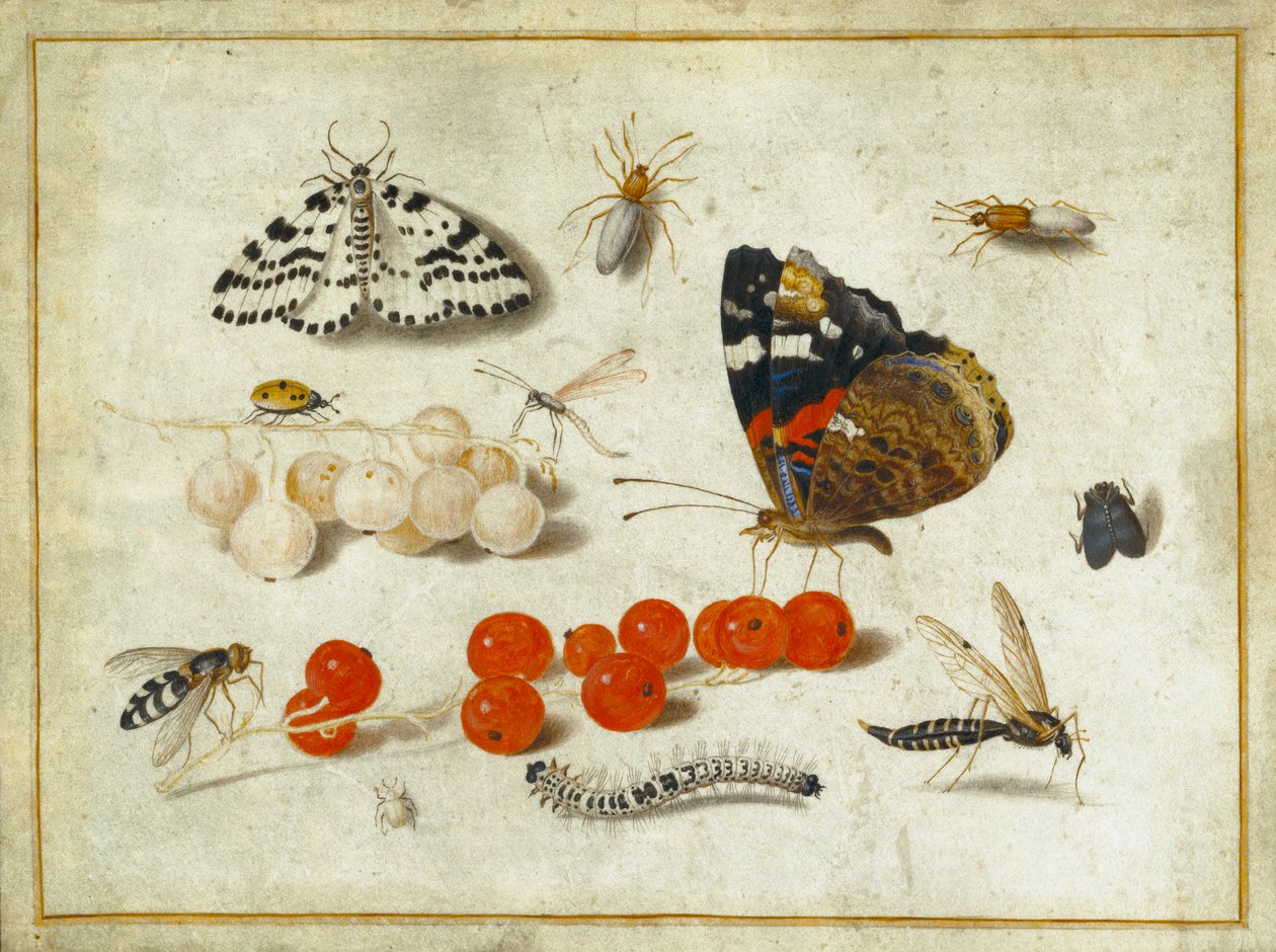 Schmetterling, Raupe, Motte, Insekten und Johannisbeeren, ca. 1650-65 ...
