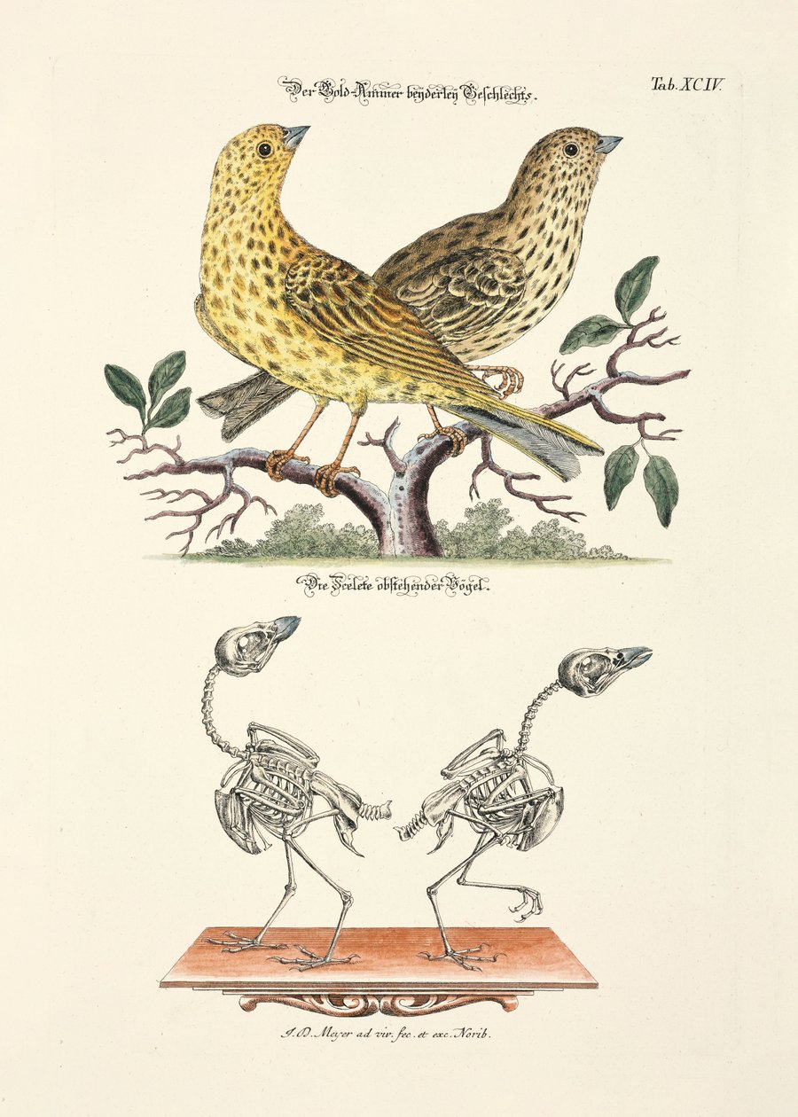 Goldammer mit Skelett von Johann Daniel Meyer: Kunstdruck