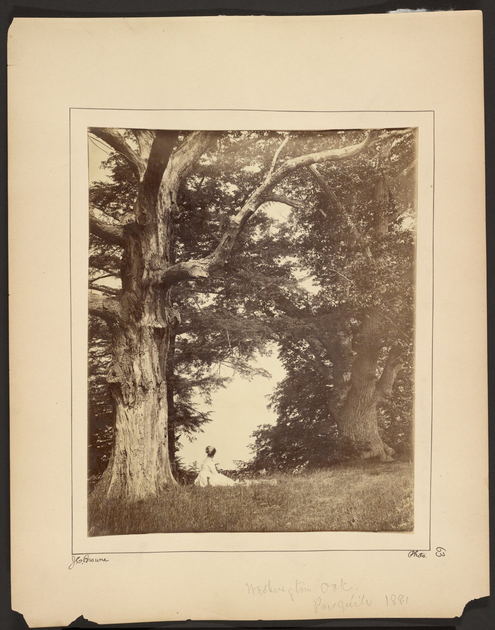 Washington Oak, Presqu'ile [N.Y.] von John Coates Browne