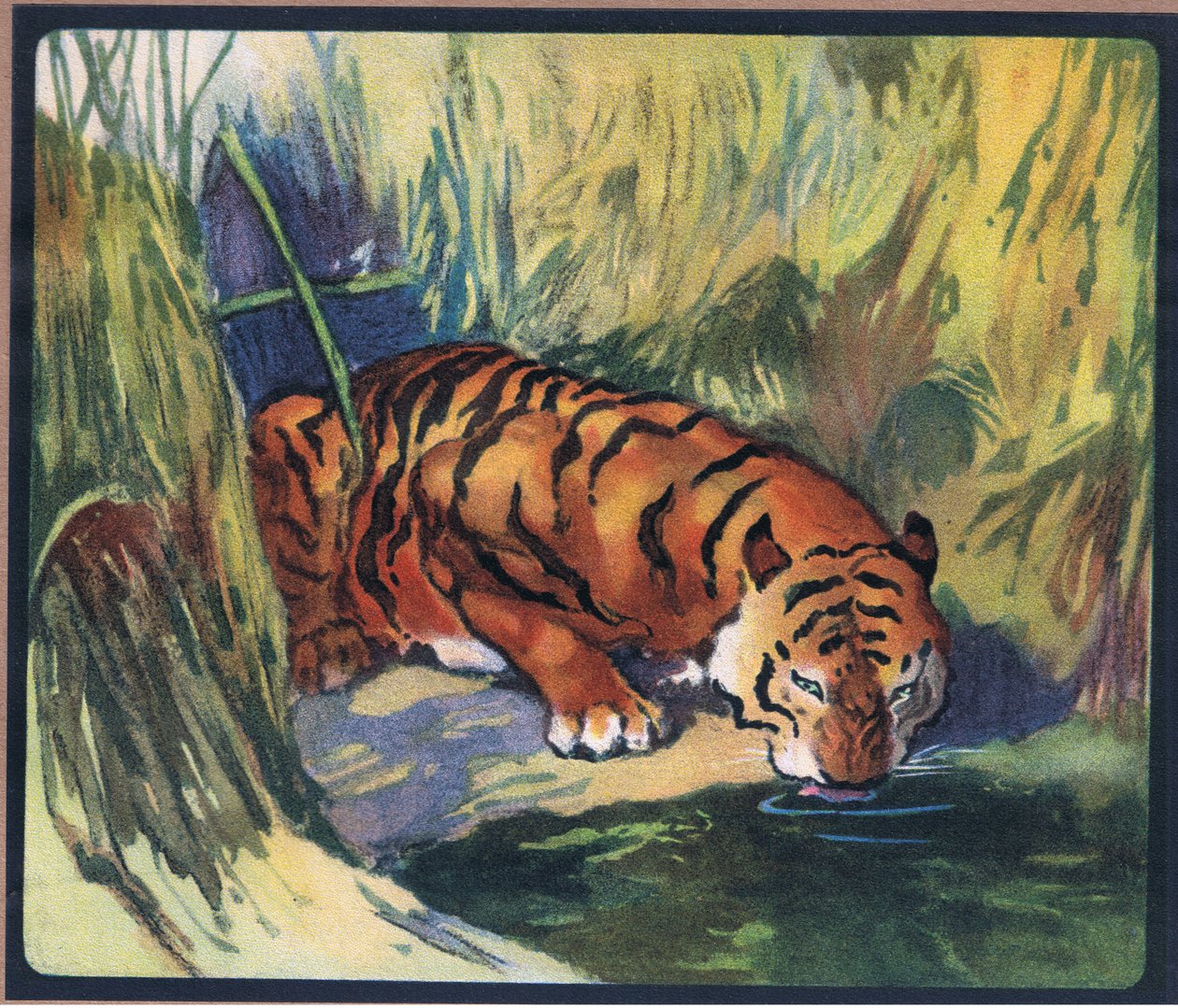 Tiger von John Edwin Noble: Kunstdruck in Museumsqualität