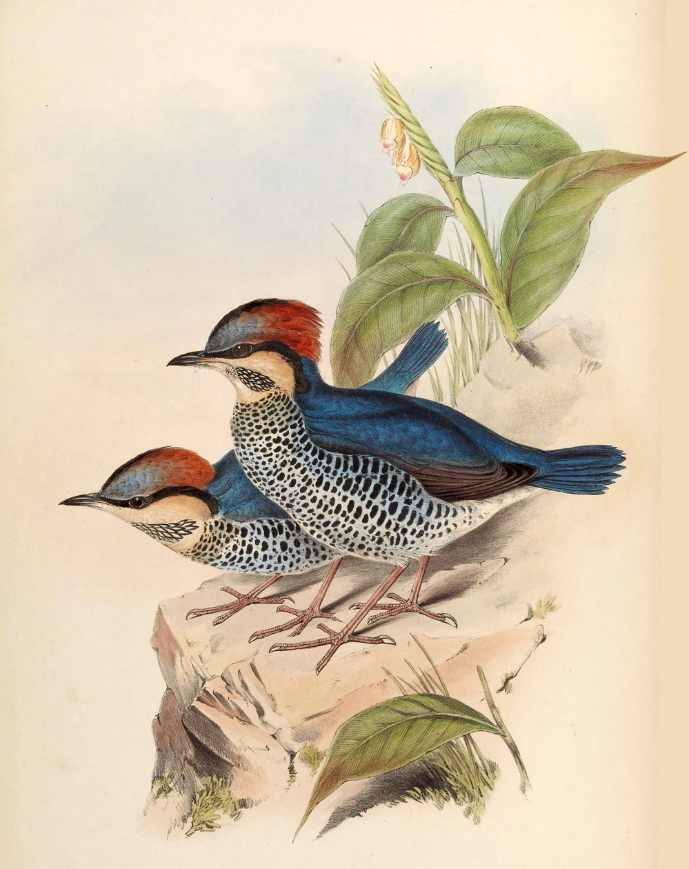 Blaue Pitta Pitta cyanea Blyth von John Gould: Kunstdruck