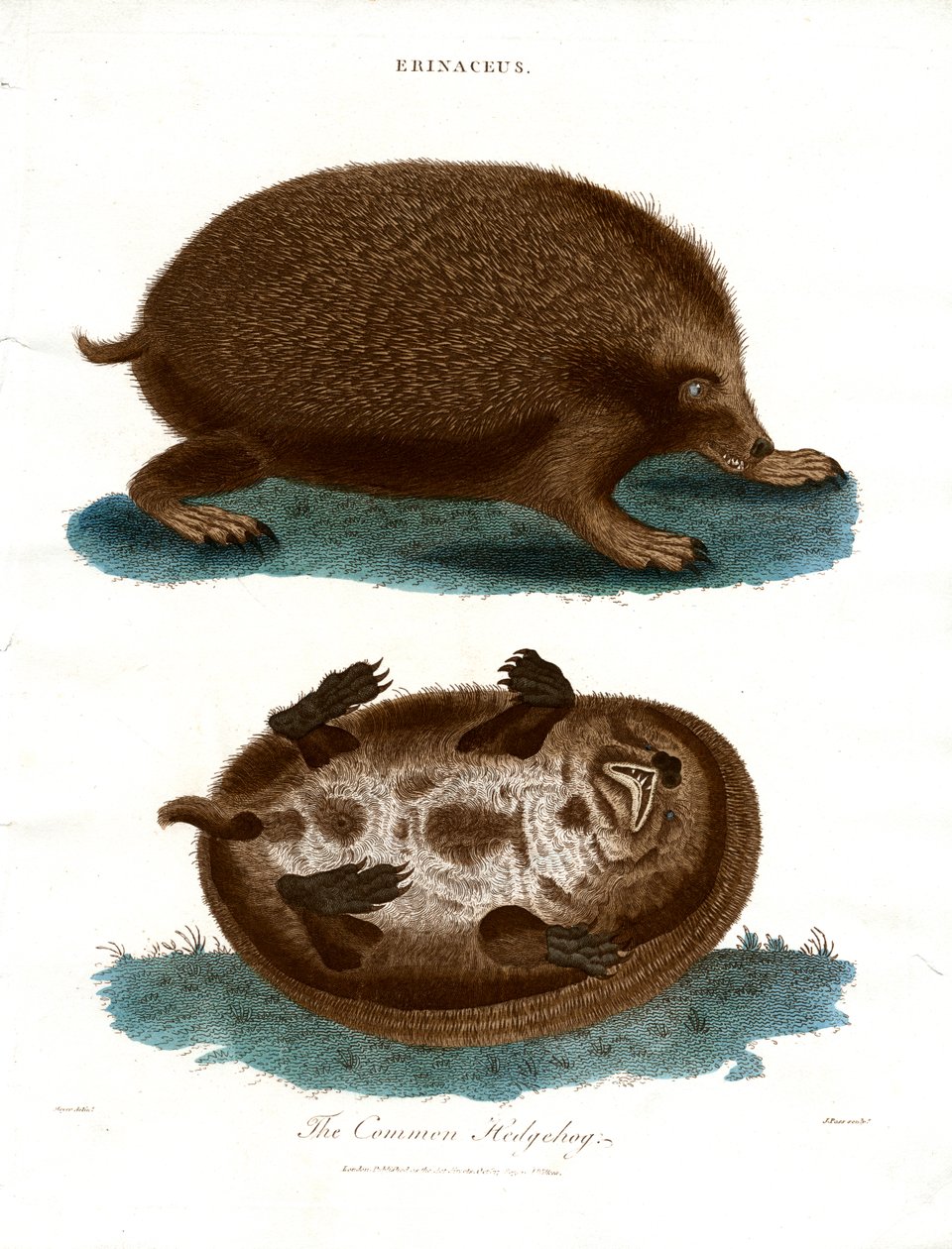 Der Igel von John Pass: Hochwertigste Kunstreproduktion