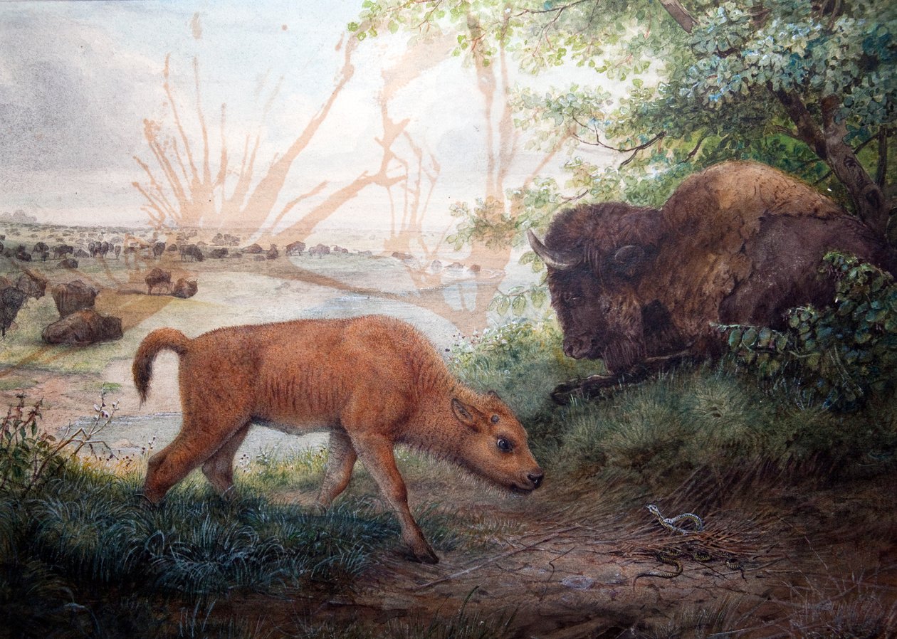 Amerikanischer Bison von Joseph Wolf: Kunstdruck kaufen