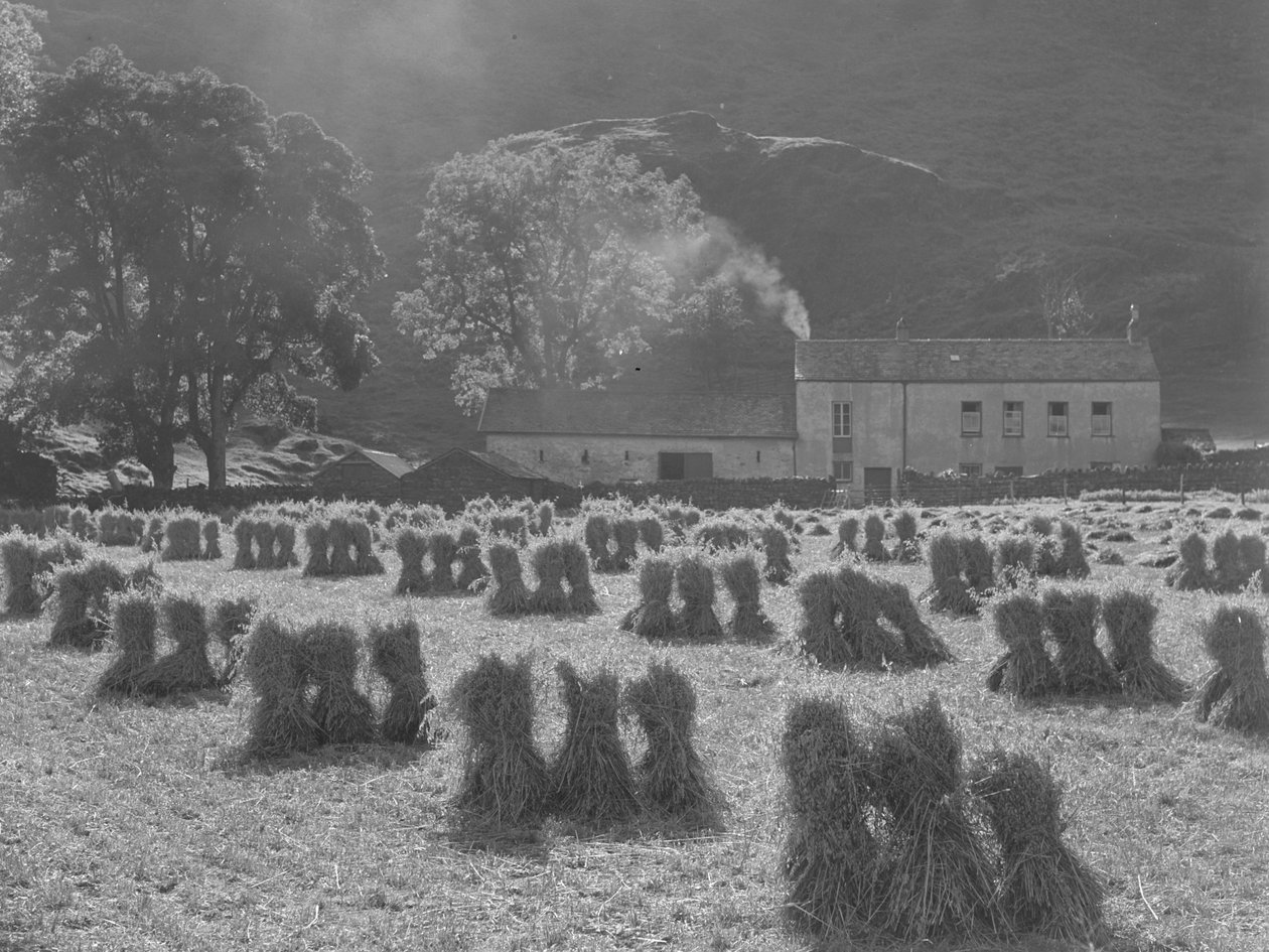 Getreidegarben im Vordergrund mit Bauernhaus im Hintergrund
