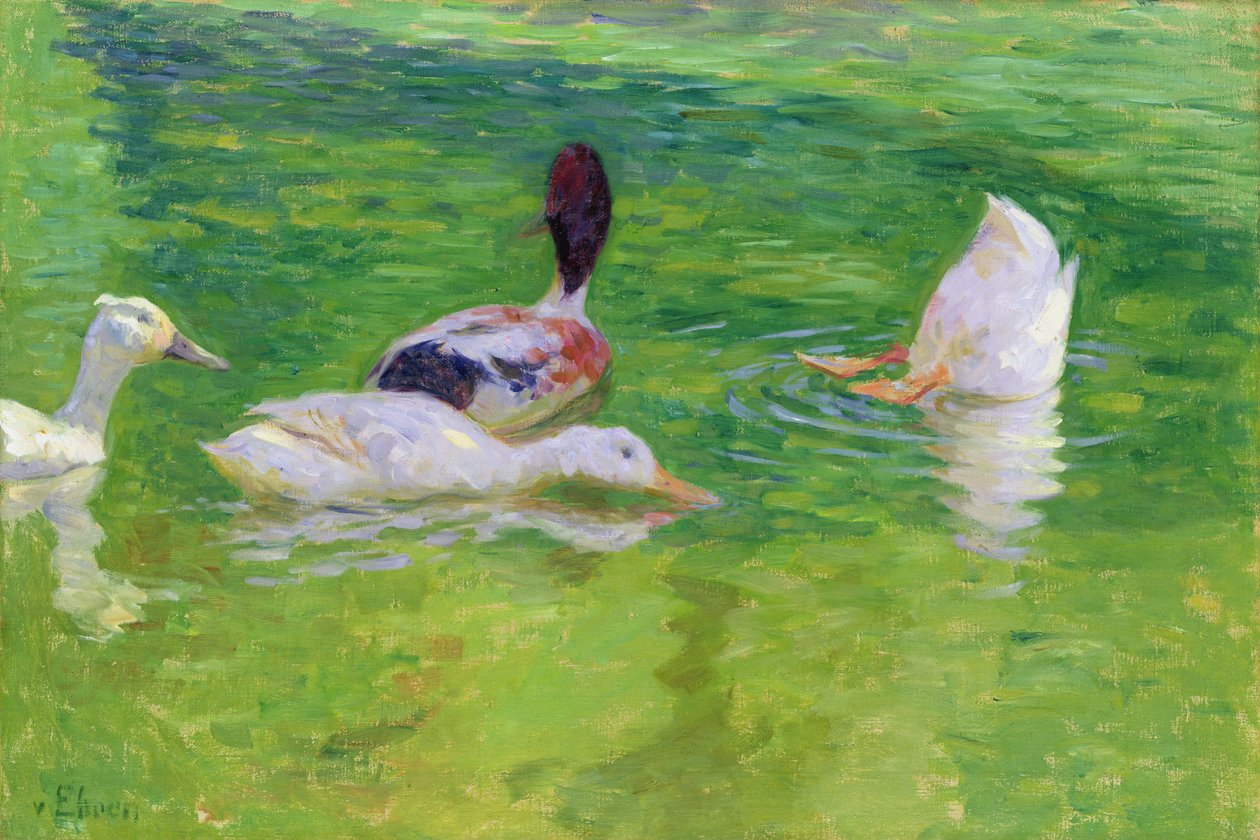 Enten, ca. 1897
