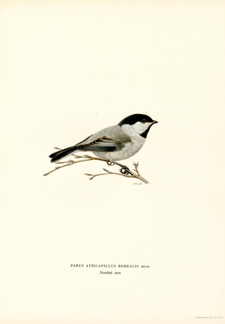 Schwarzmeise (Farblithographie)