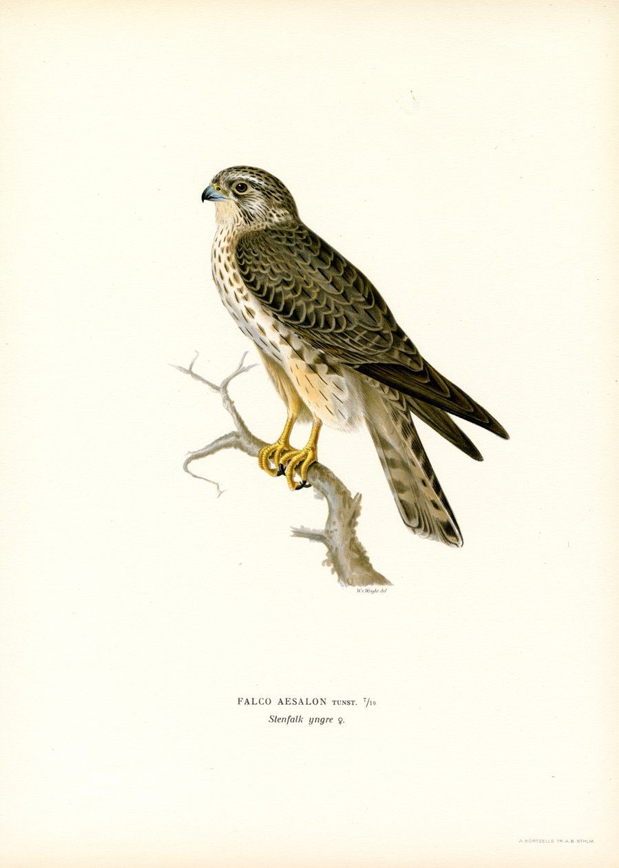 Merlin (colour litho)