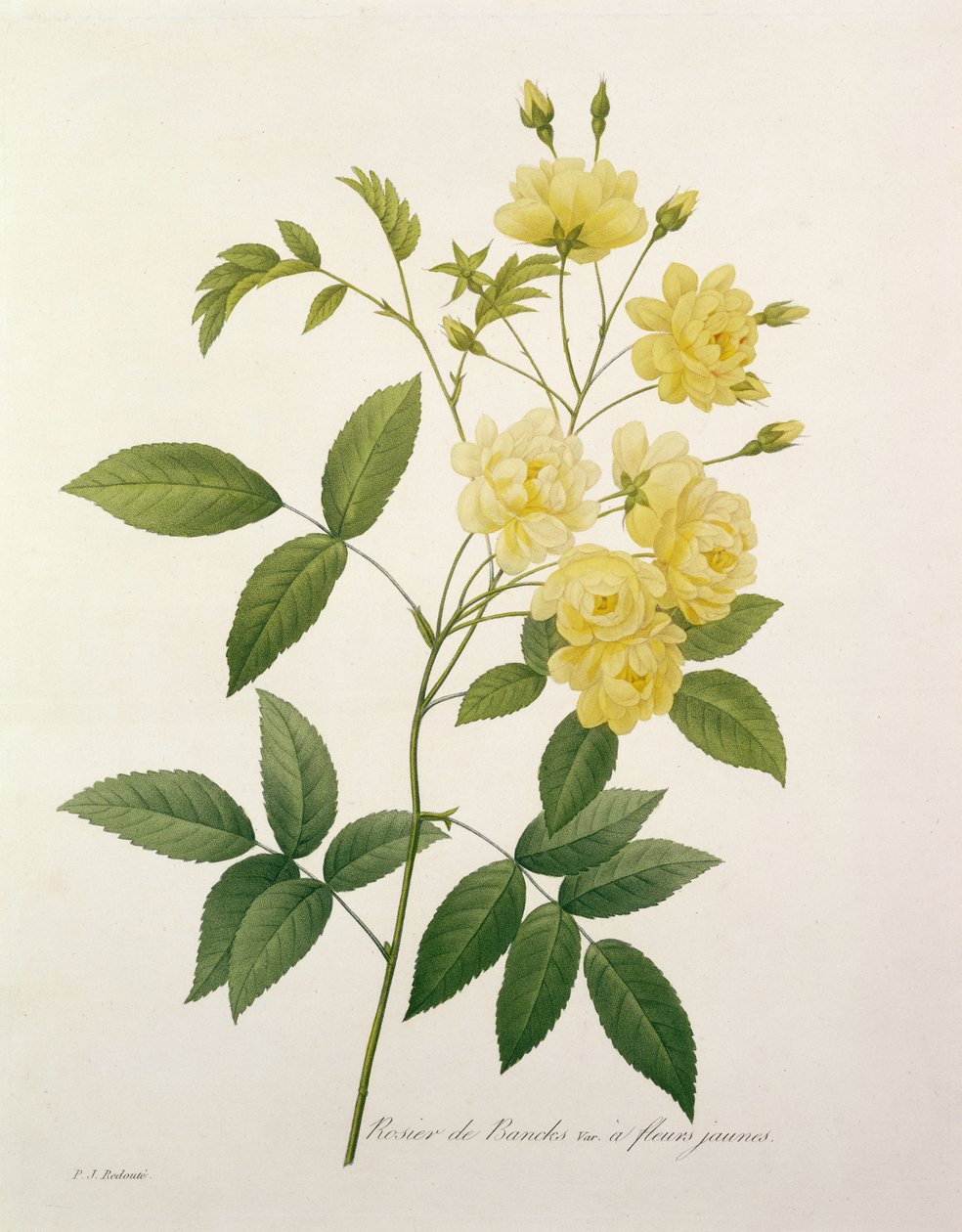 Rosa banksiae (Banks' Rose), aus 'Choix des Plus Belles Fleurs', 1827