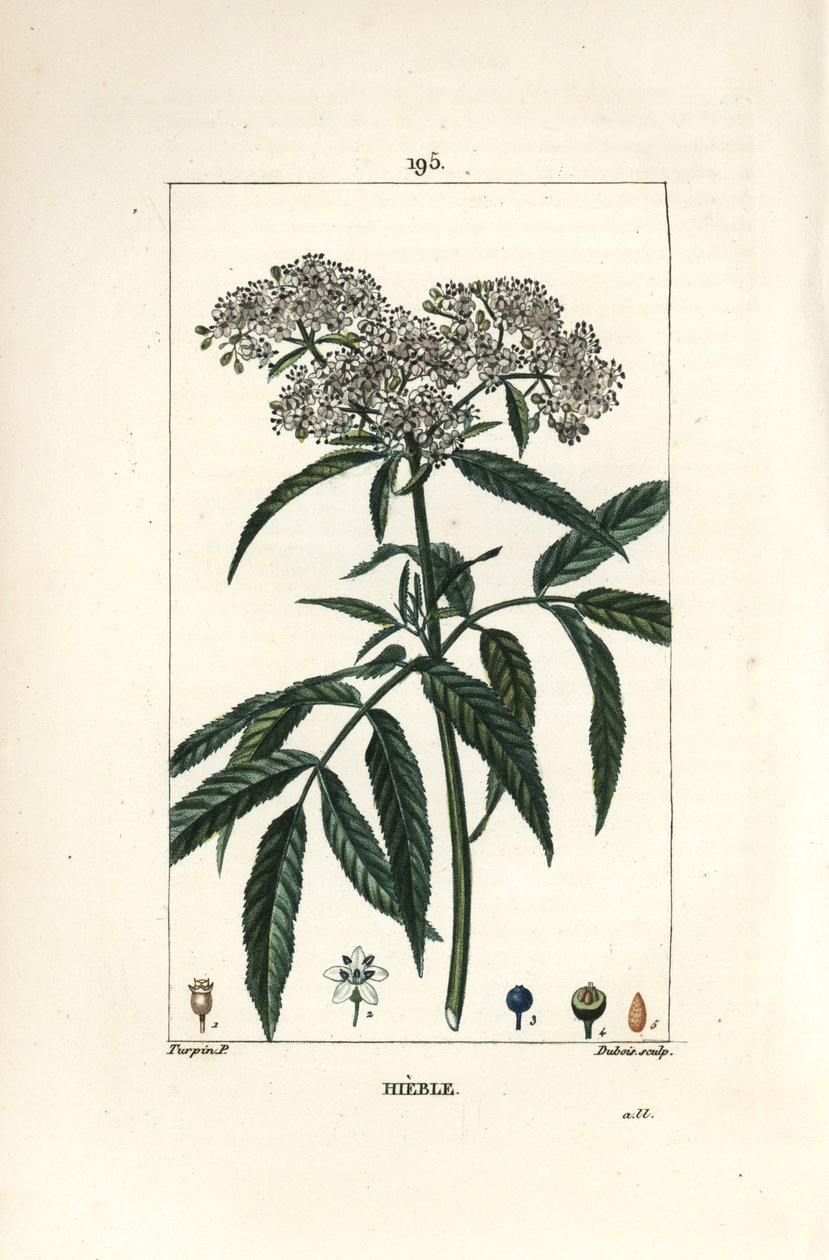 Zwerg-Holunder, Sambucus humilis