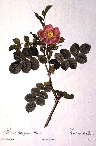 Rosa Rubiginosa Cretica, graviert von Langlois, aus 'Les Roses ...
