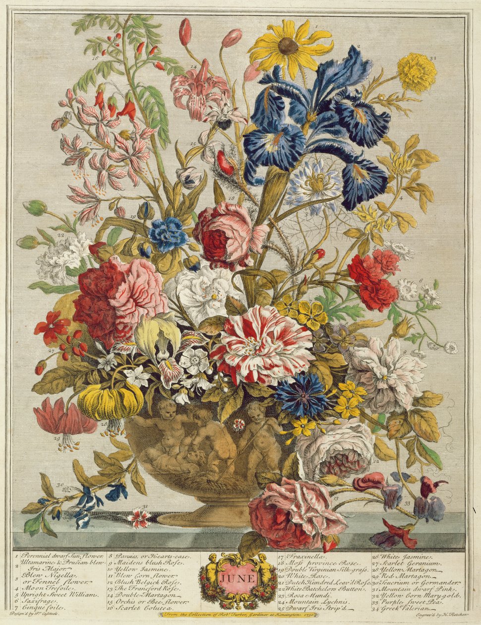 Juni, aus 'Twelve Months of Flowers' von Robert Furber (ca. 1674-1756 ...