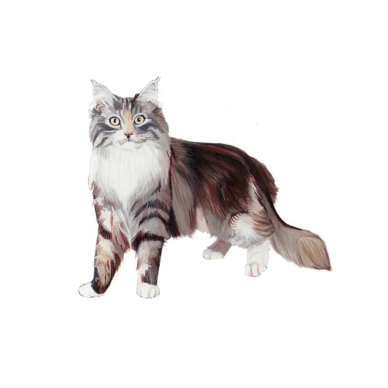 Maine Coon Katze von Polly Horner: hochwertiger Kunstdruck