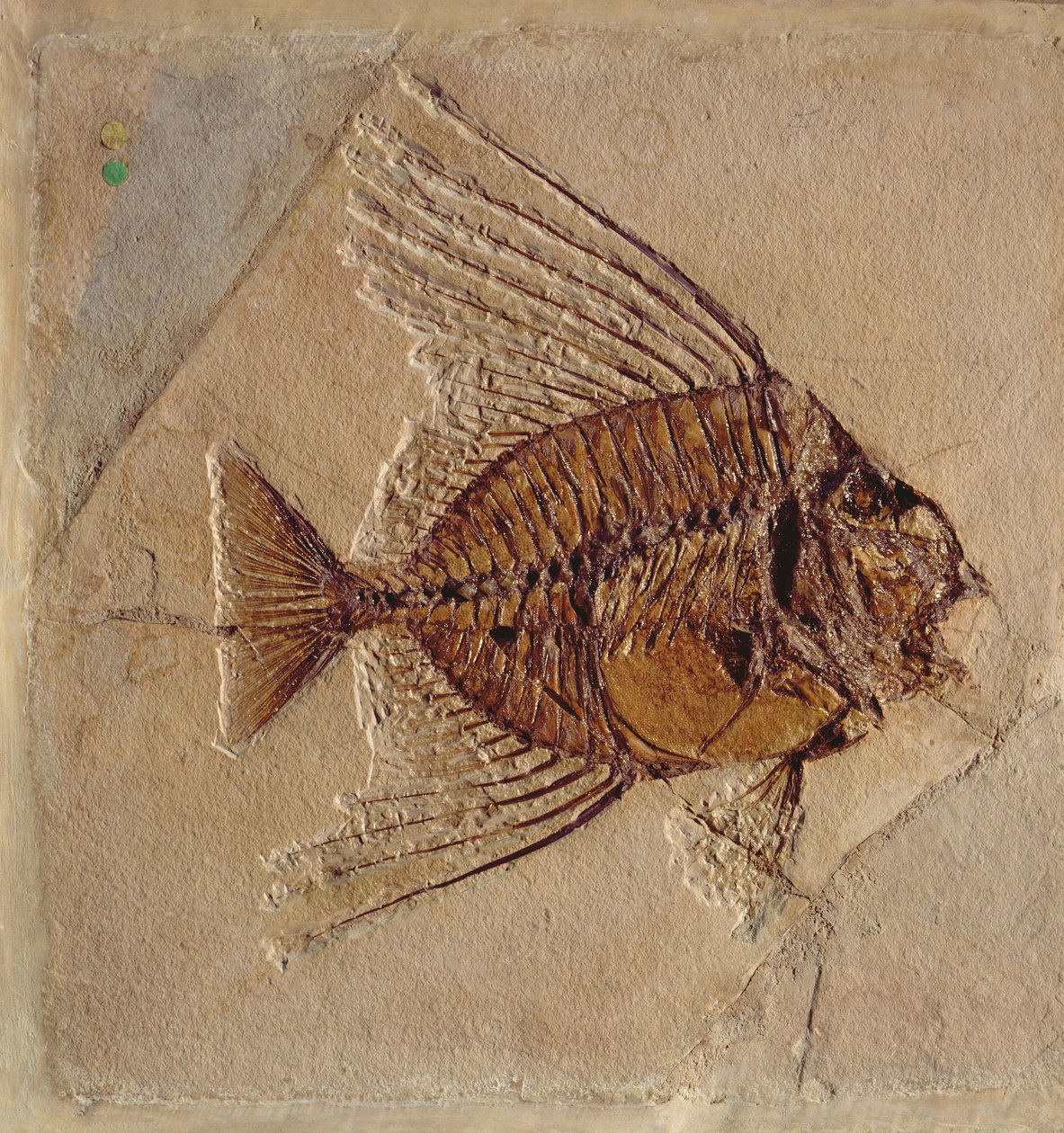 Fisch (Fossil) von Prehistoric: hochwertiger Kunstdruck