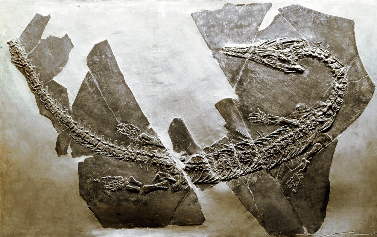 Prähistorie: Fossil des aquatischen Reptils Askeptosaurus italicus aus ...