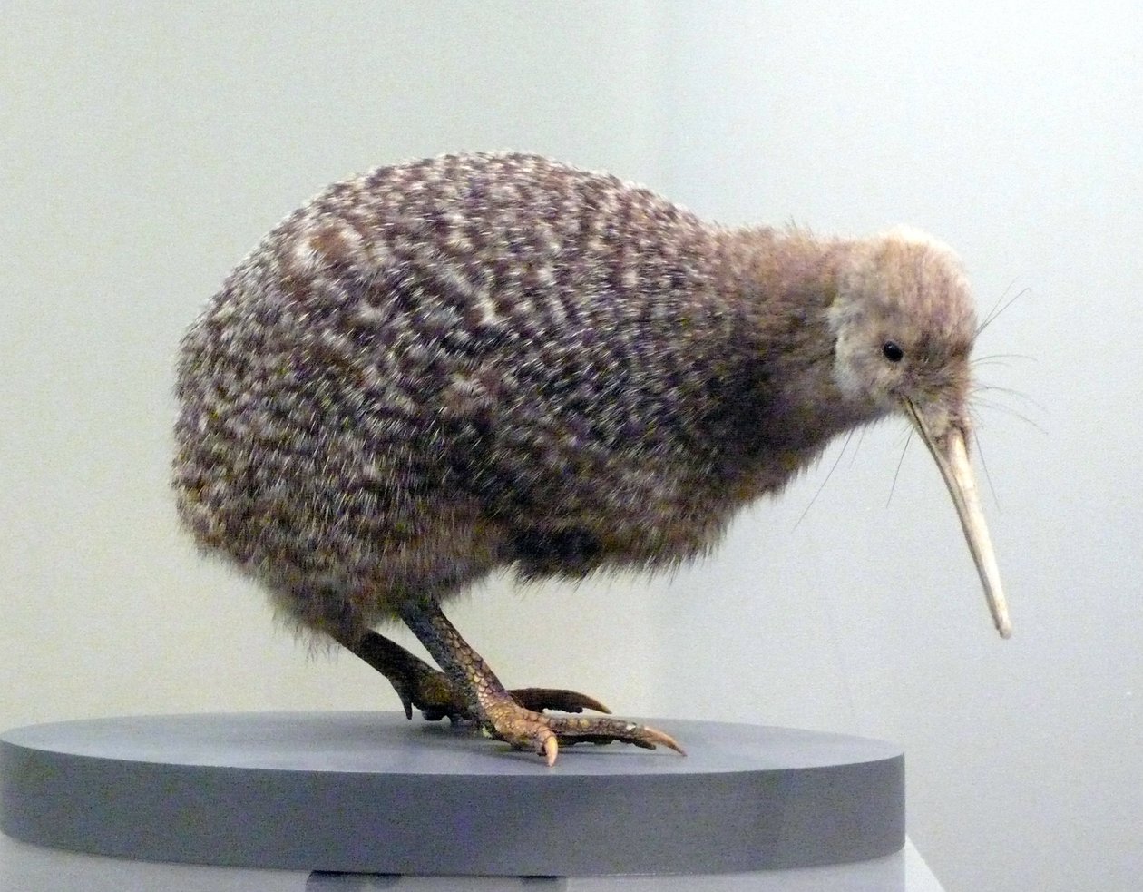 Kiwi Vogel