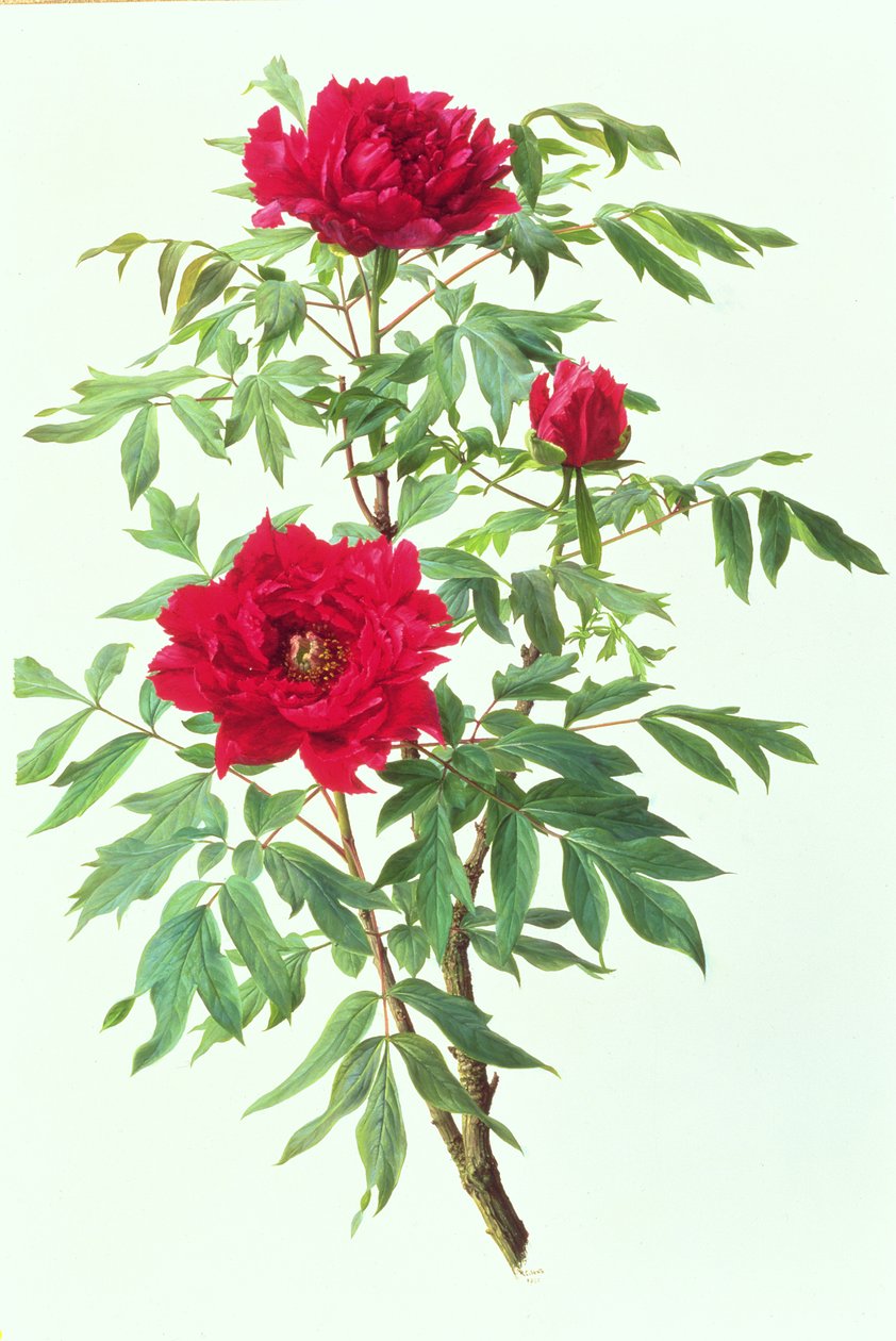 Japanische Baum-Pfingstrose von Raymond Booth: Kunstdruck