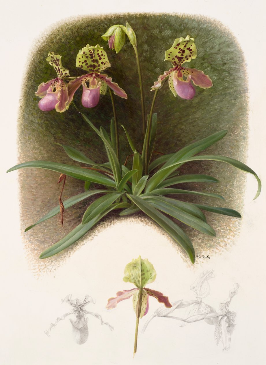 Paphiopedilum henryi von Raymond Booth: Kunstdruck kaufen