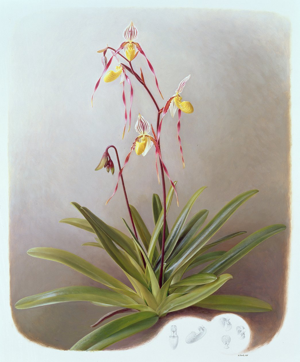 Paphiopedilum Philippinense von Raymond Booth: Kunstdruck