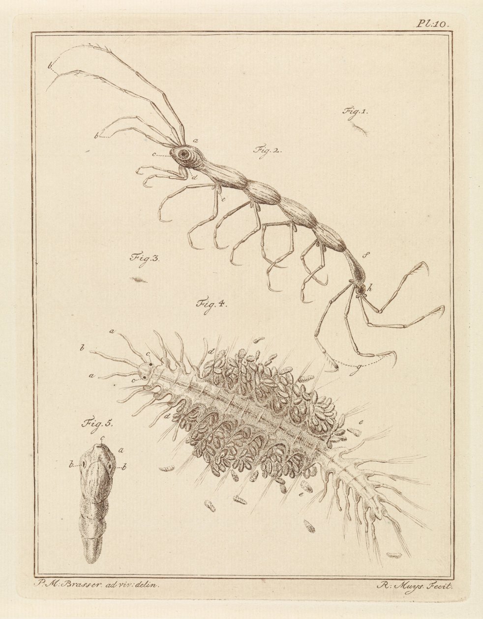 Teringlijdertje und ein Borstelwurm von Robbert Muys