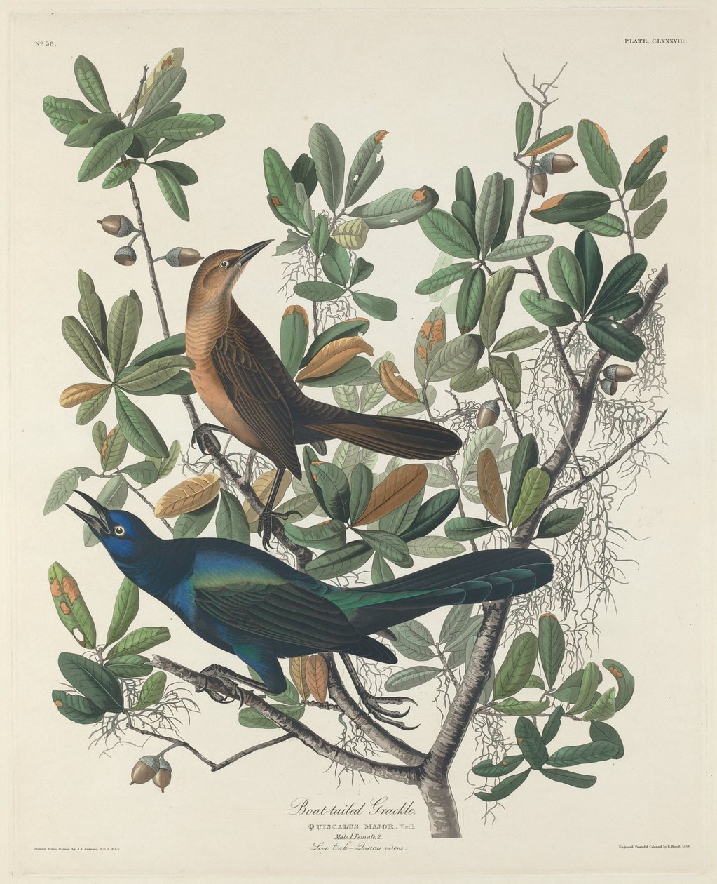 Bootsschwanz-Grackel, 1834 von Robert Havell: Kunstdruck