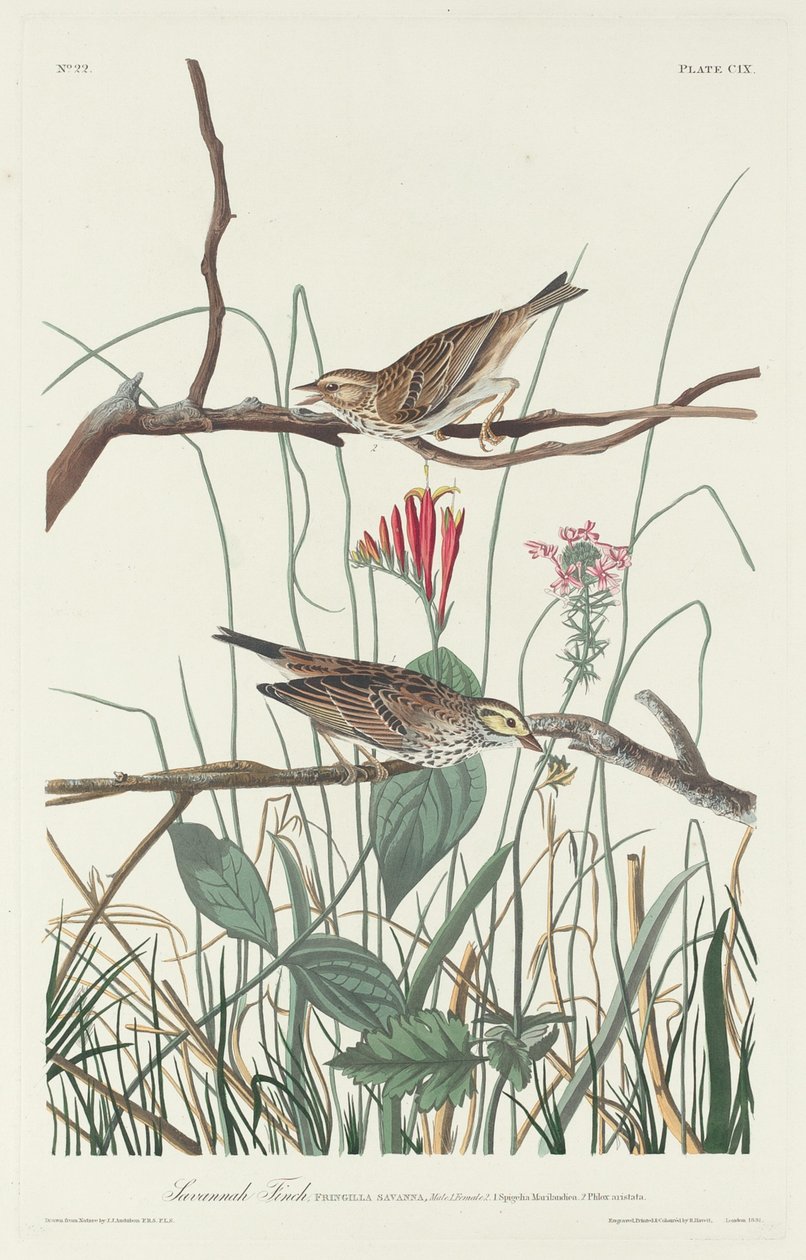 Savannenammer, 1831 von Robert Havell: Kunstdruck kaufen