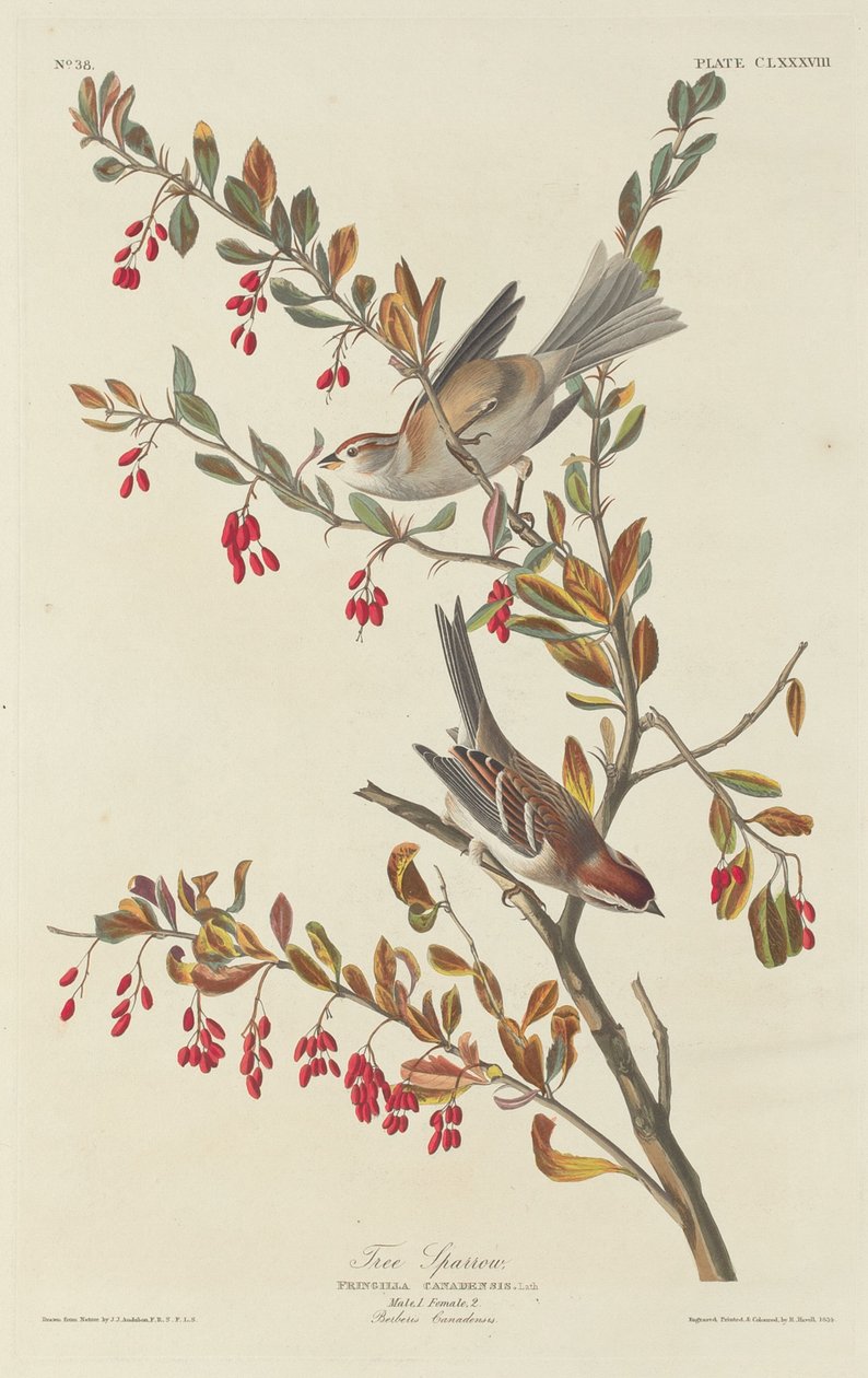 Haussperling, 1834 von Robert Havell: Kunstdruck kaufen