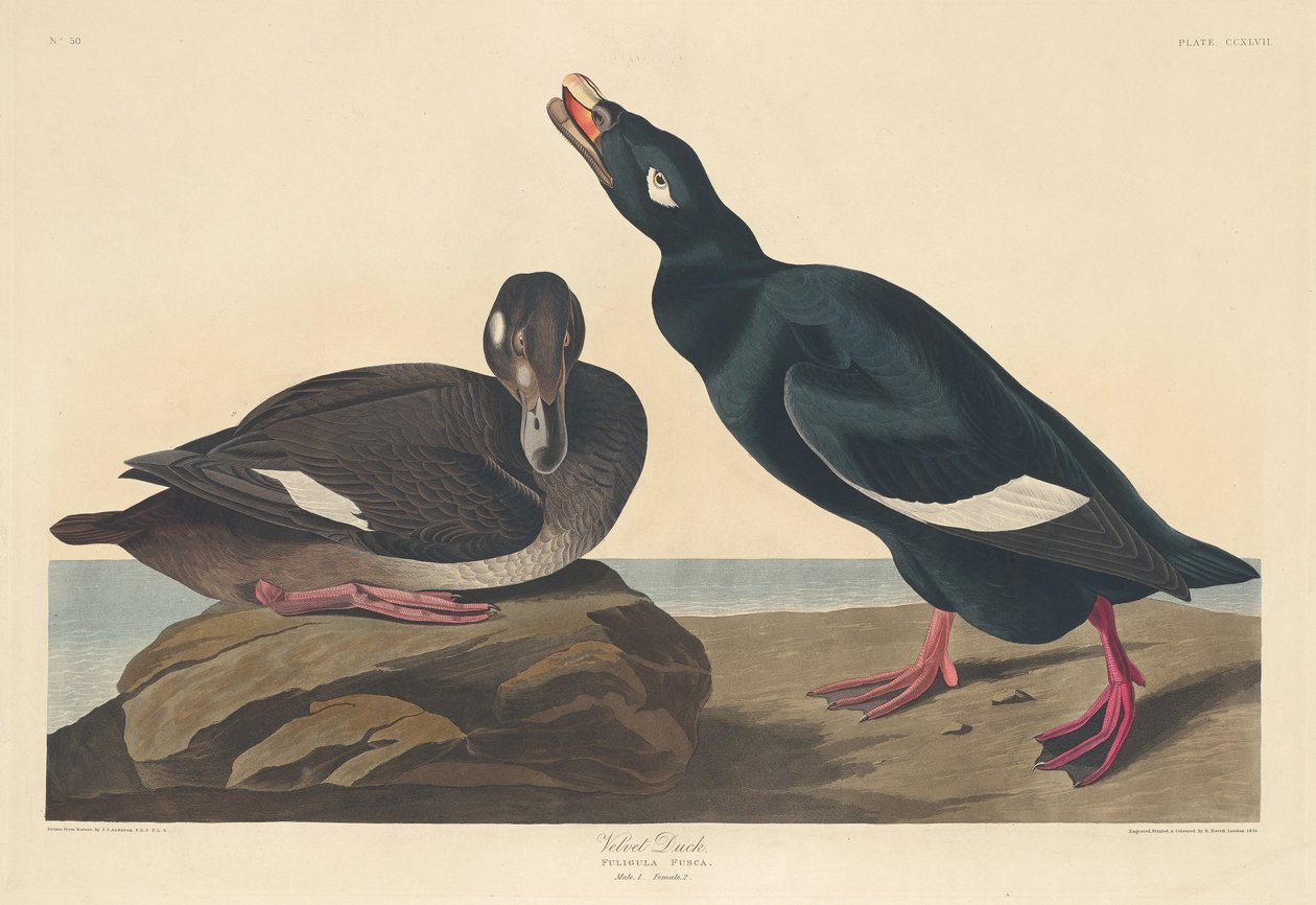 Samtente, 1835 von Robert Havell: hochwertiger Kunstdruck