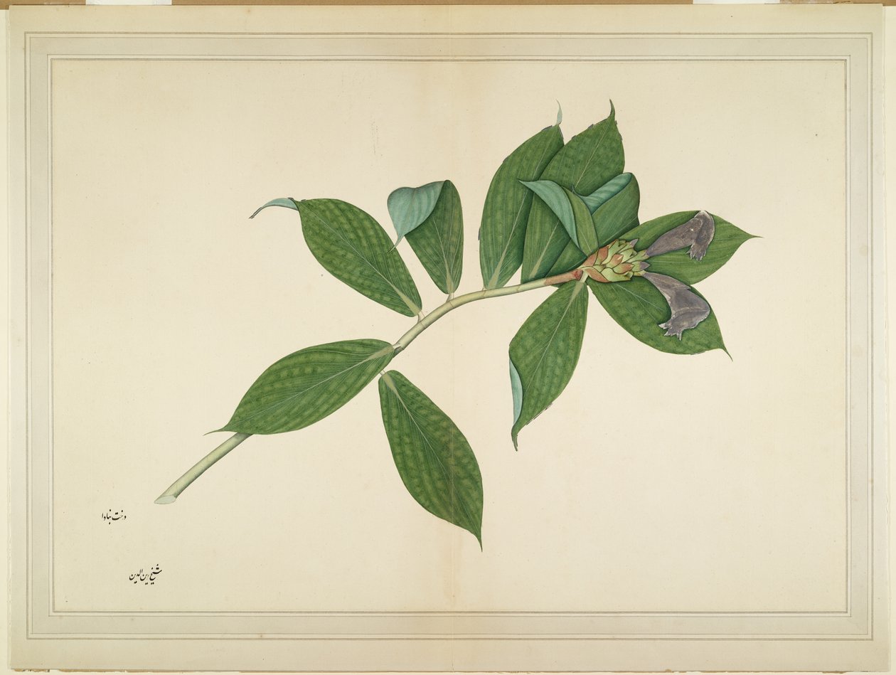 Krepp-Ingwer-Pflanze, Folio aus einer Serie, die von Lady Impey in ...