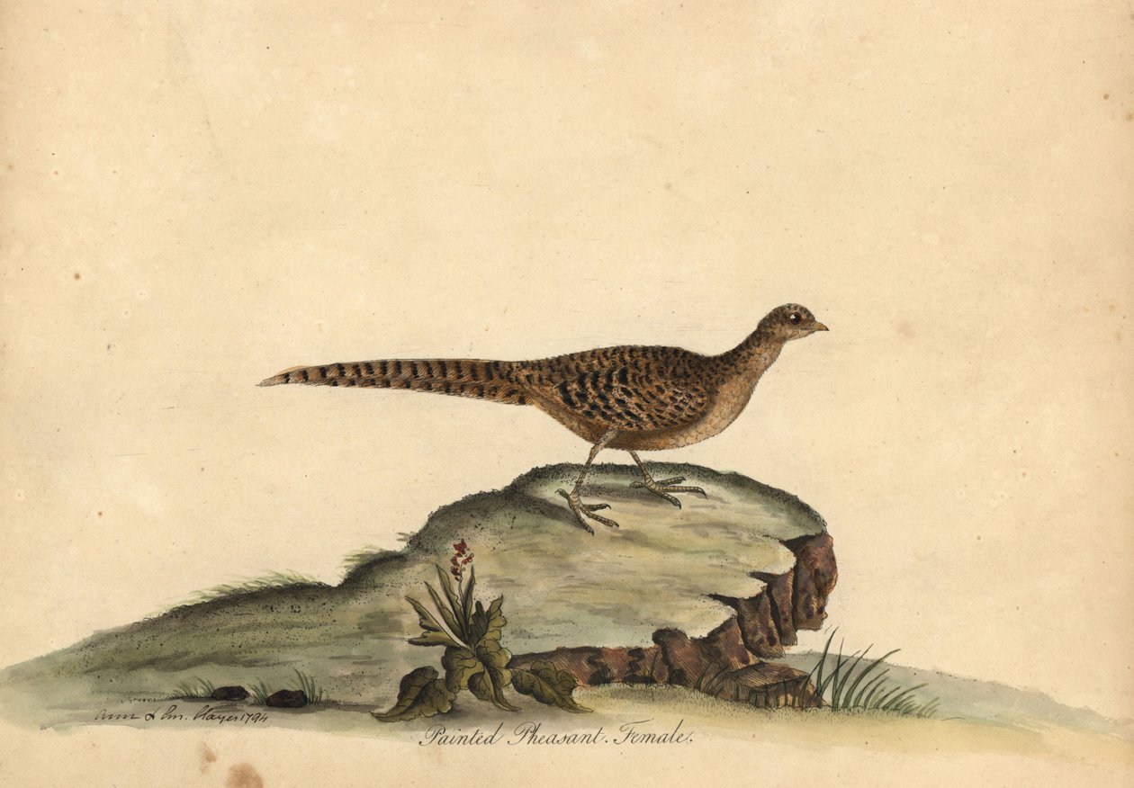 Goldener oder Chinesischer Fasan, Chrysolophus pictus, Weibchen ...