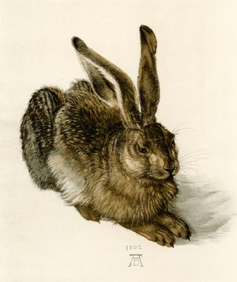 Junger Hase von Albrecht Dürer: hochwertiger Kunstdruck