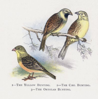 Die Gelbe Flagge, Die Cirl-Flagge, Die Ortolan-Flagge