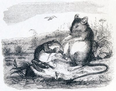Der Frosch und die Ratte - Fabeln von La Fontaine