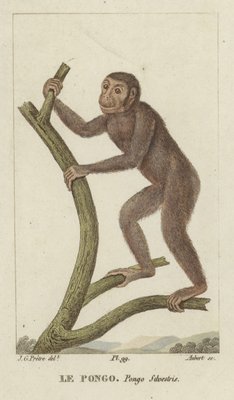 Pongo (Orang-Utan) von Jean Gabriel Pretre: Kunstdruck