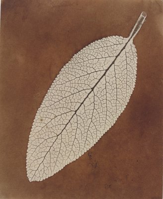 Blatt-Studie von William Henry Fox Talbot: Kunstdruck