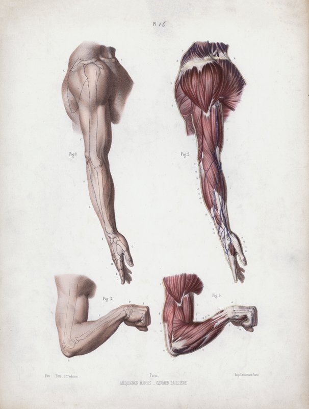 Menschliche Anatomie Muskeln Arm Die Muskeln Aufbau, Funktionen,