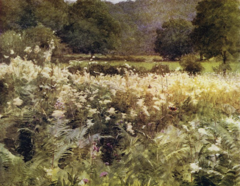 Der New Forest: Mädesüß bei Royden